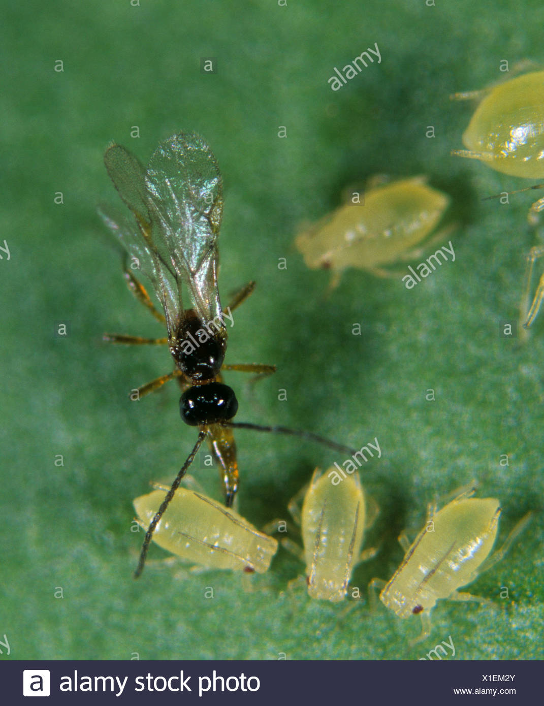 Parasitoid Wasp Aphid High Resolution Stock Photography and Images - Alamy