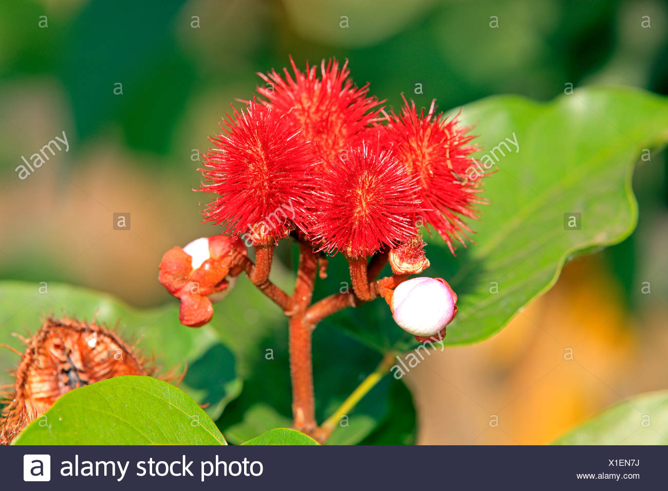Anatto Tree High Resolution Stock Photography and Images - Alamy