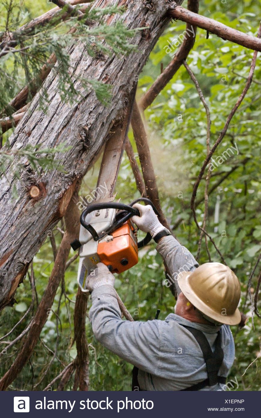 Faller Tree High Resolution Stock Photography and Images - Alamy