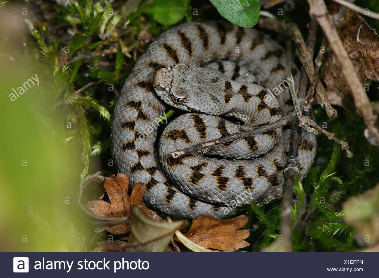 Asp Vipers Stock Photos & Asp Vipers Stock Images - Alamy