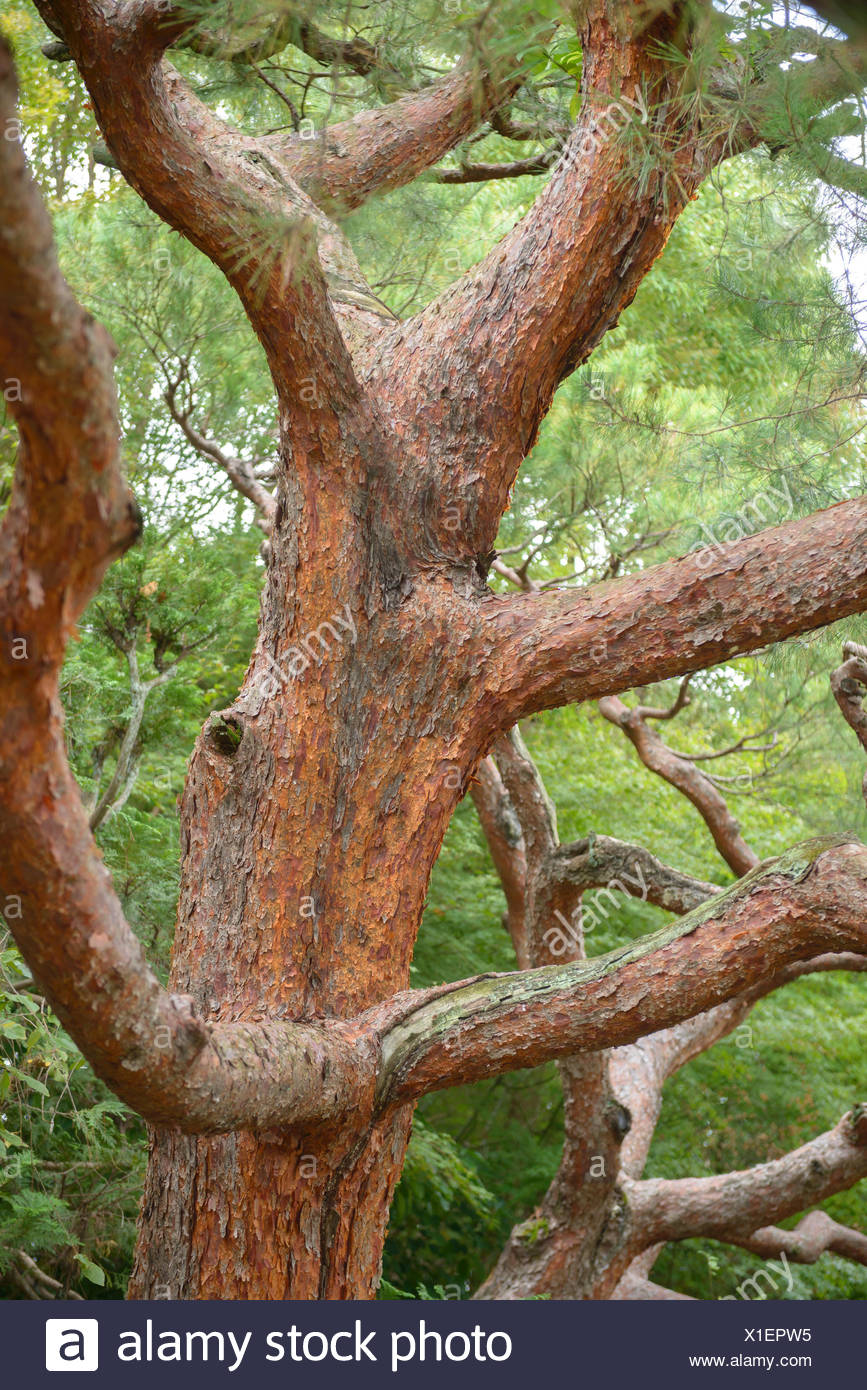 Japanese Red Pine Trees High Resolution Stock Photography and Images ...