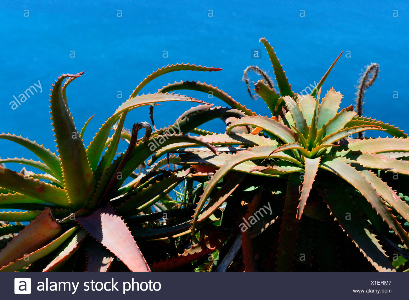Candelabra Aloe Aloe Arborescens High Resolution Stock Photography and ...