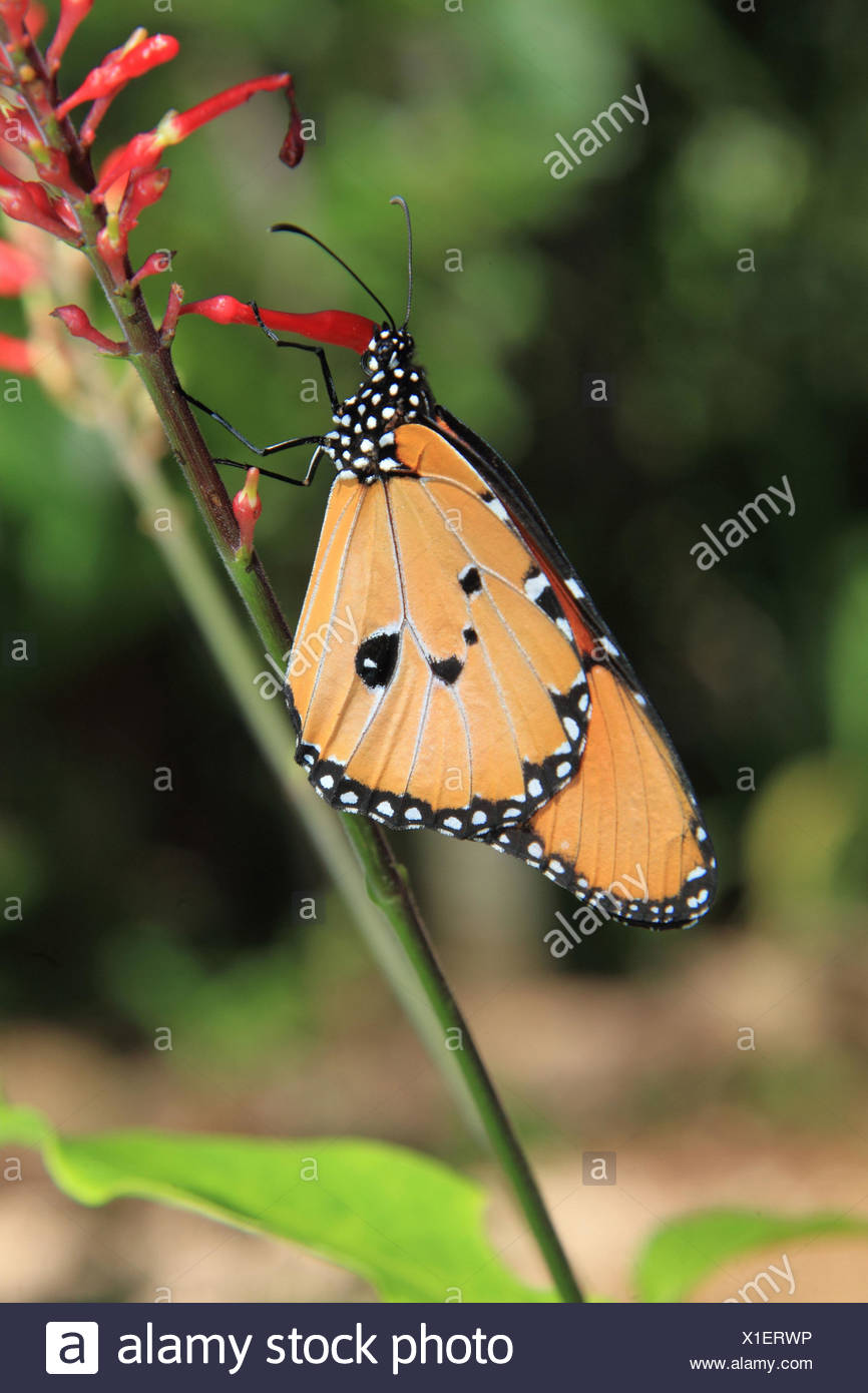 African Monarch Butterflies Stock Photos & African Monarch Butterflies ...