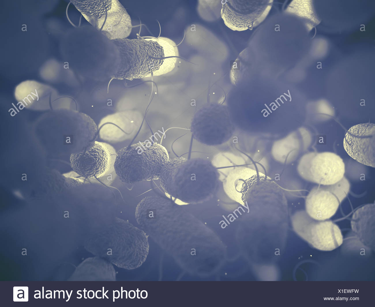 Enterobacteriaceae Stock Photos & Enterobacteriaceae Stock Images - Alamy