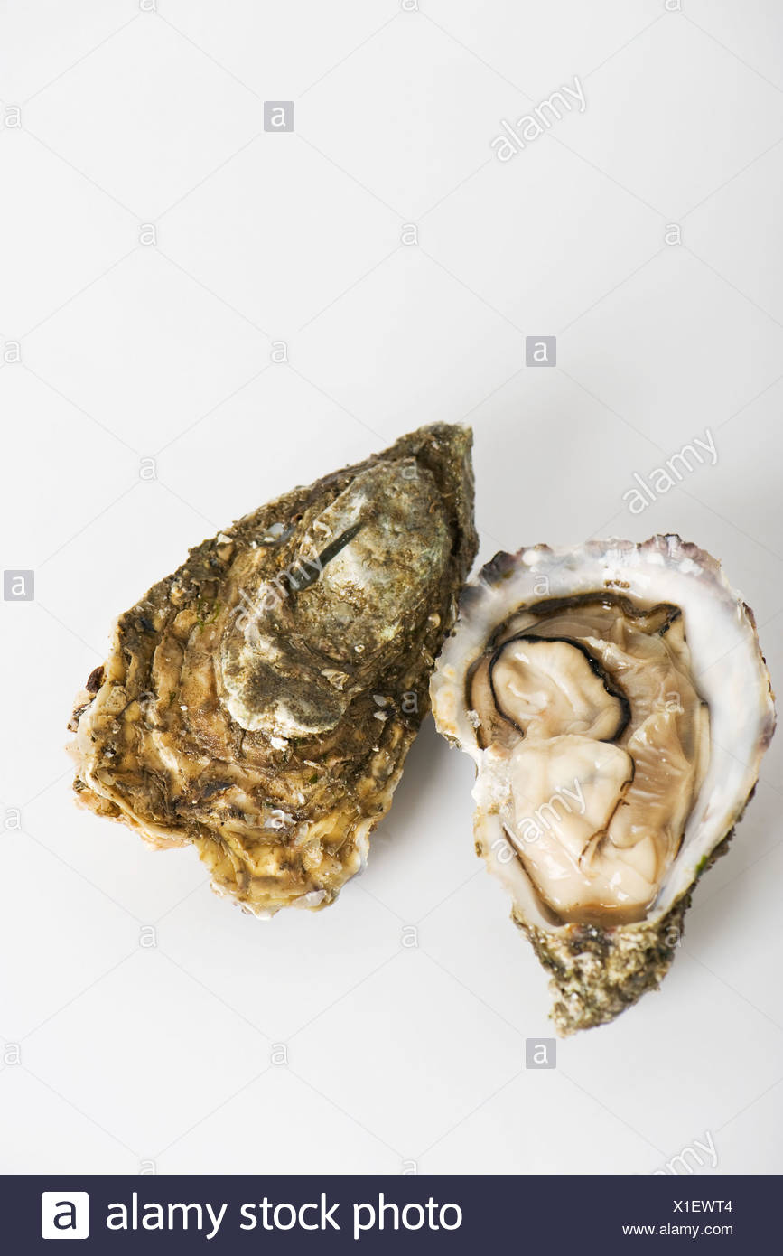 Oyster Shell Empty High Resolution Stock Photography and Images - Alamy