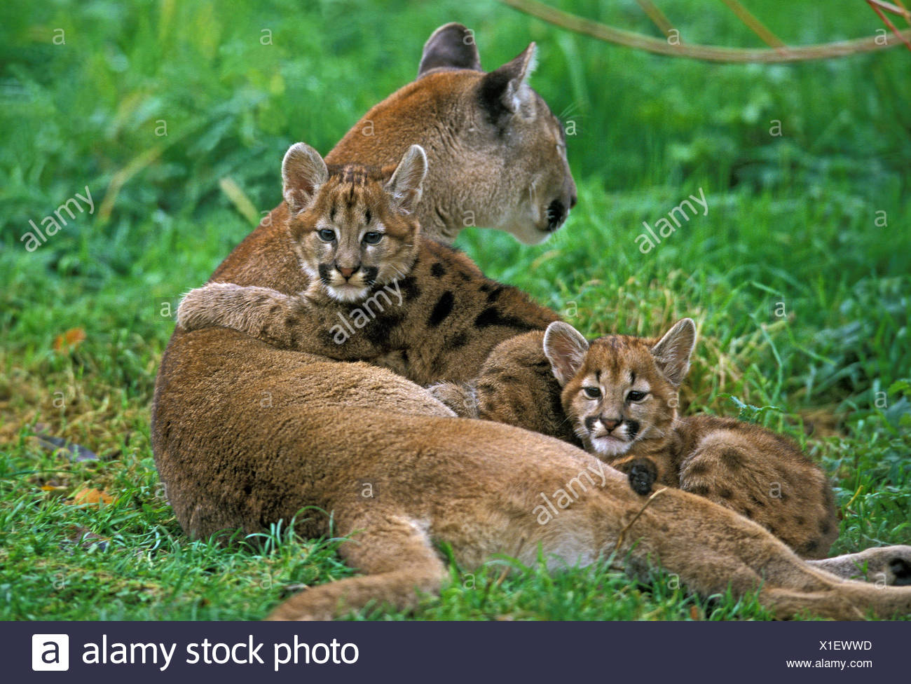 Cougar Felis Concolor Juvenile Stock Photos & Cougar Felis Concolor ...