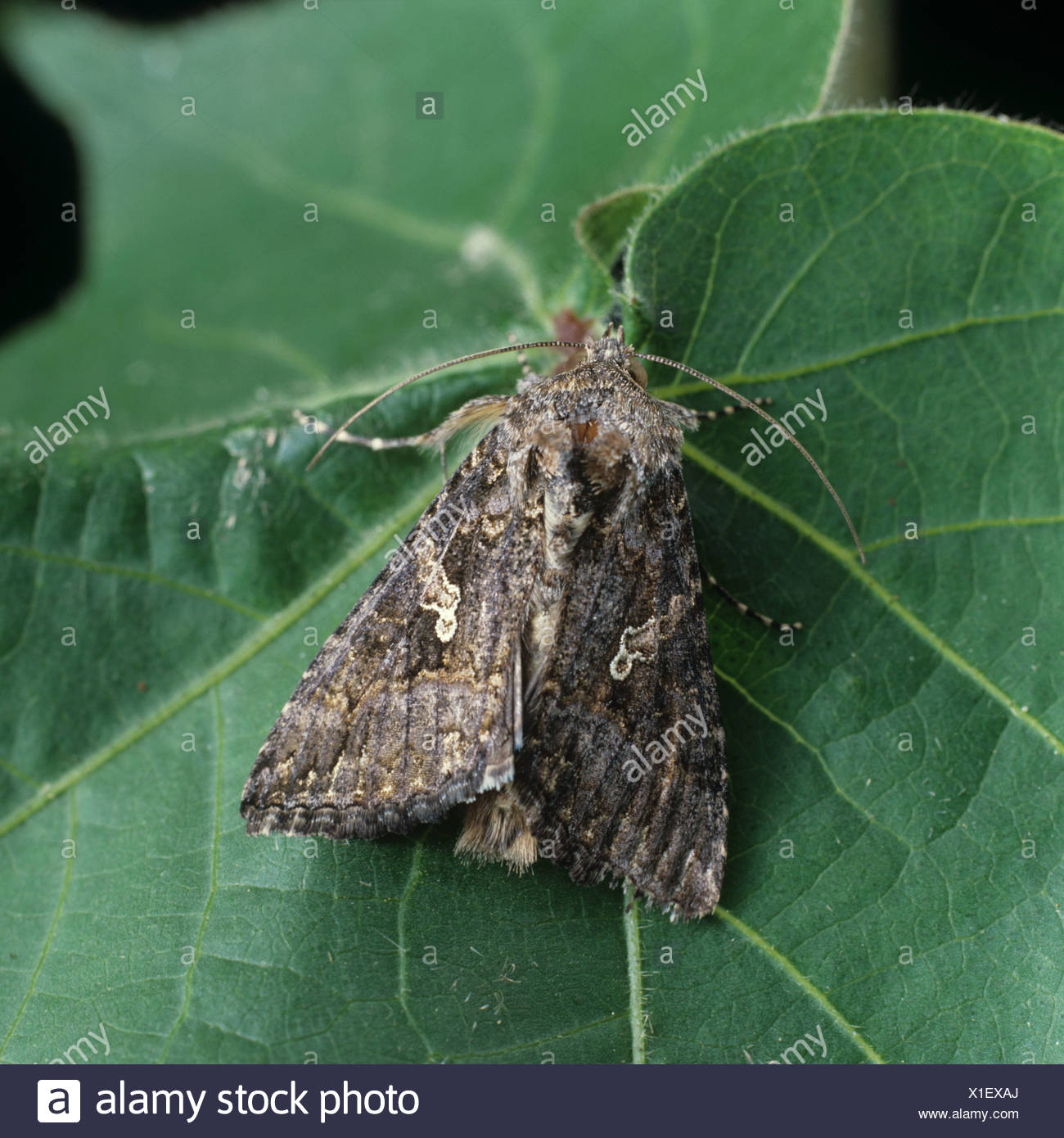 Cabbage Looper Ni Moth Trichoplusia High Resolution Stock Photography and Images - Alamy
