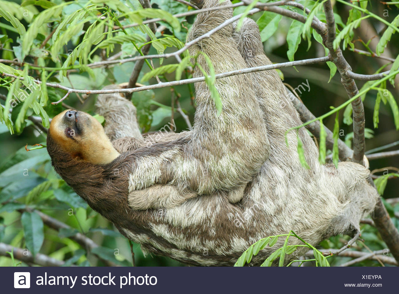 Pale Throated Sloth Bradypus Tridactylus Stock Photos & Pale Throated ...