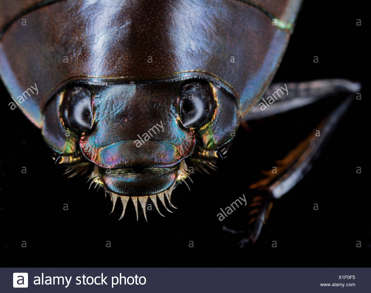 Whirligig Beetle Stock Photos & Whirligig Beetle Stock Images - Alamy