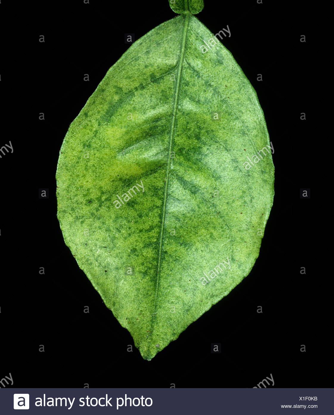 Citrus Pest High Resolution Stock Photography and Images - Alamy