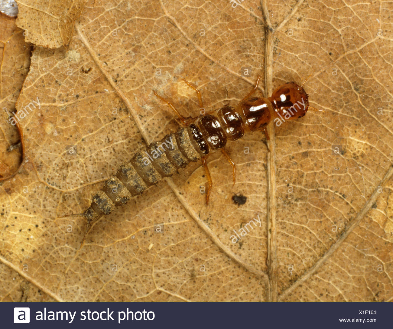 Ground Beetle Larva High Resolution Stock Photography and Images - Alamy