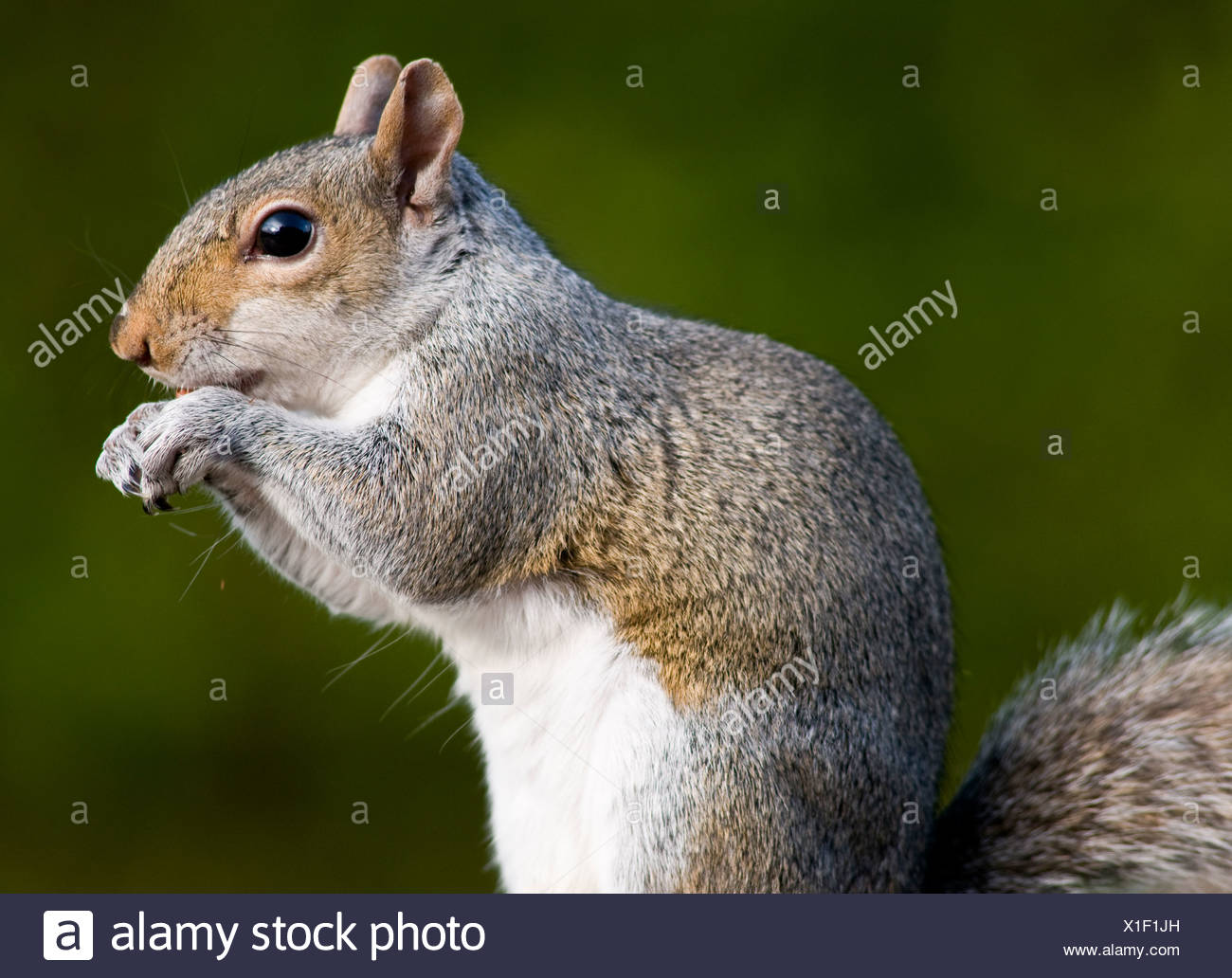 1 Squirrel High Resolution Stock Photography and Images - Alamy