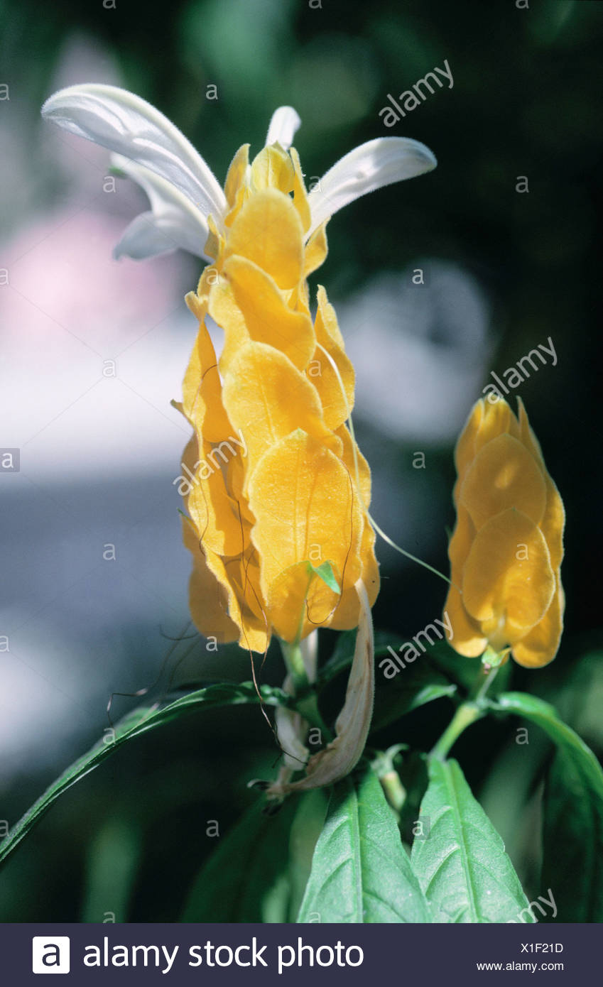 Yellow Beloperone Guttata High Resolution Stock Photography and Images ...