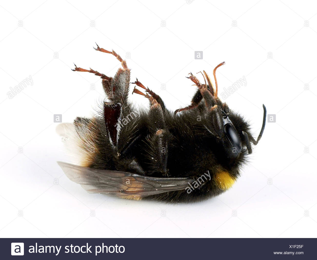Dead Bee Stock Photos & Dead Bee Stock Images - Alamy