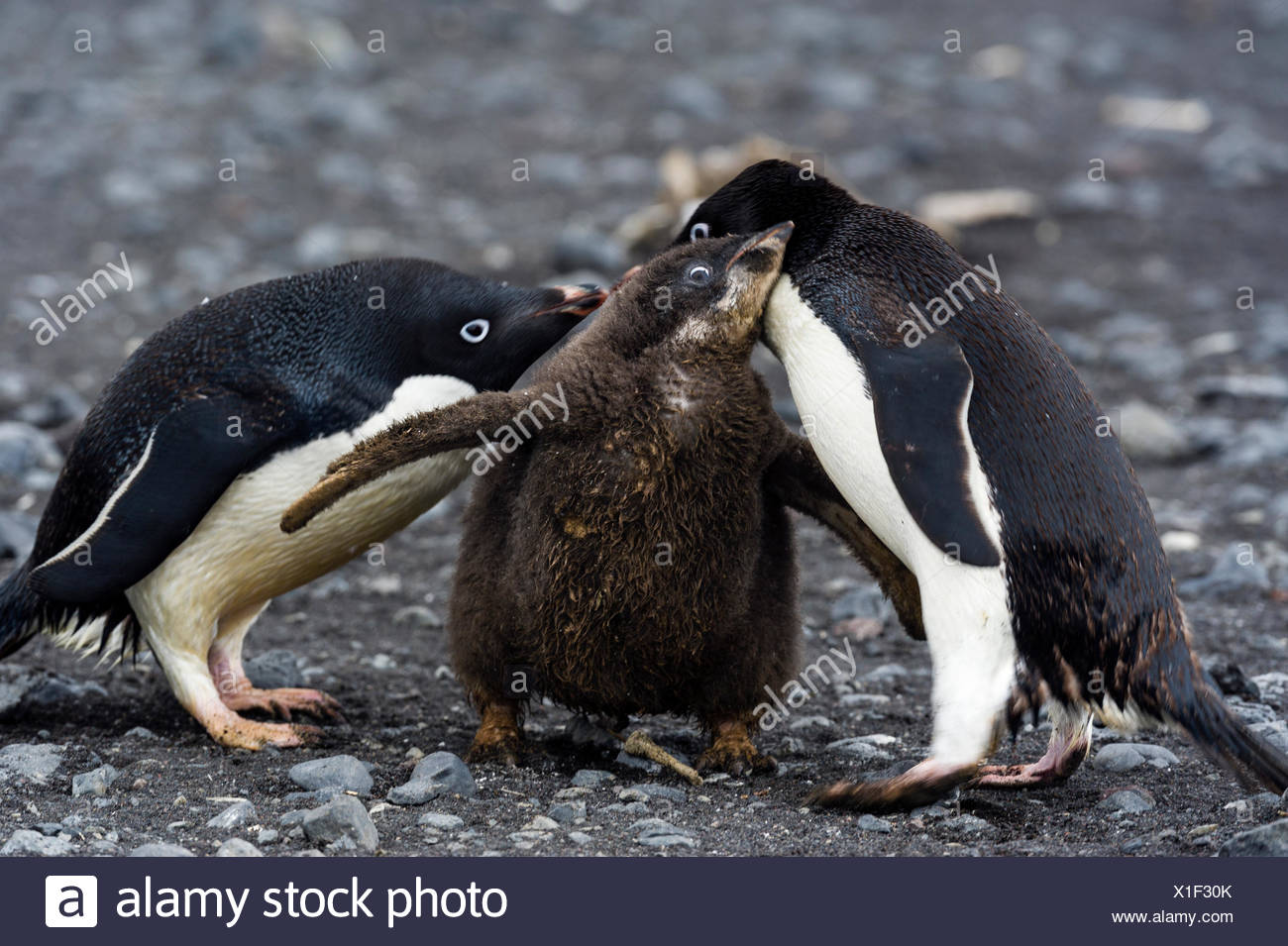Bird Regurgitating Stock Photos & Bird Regurgitating Stock Images - Alamy