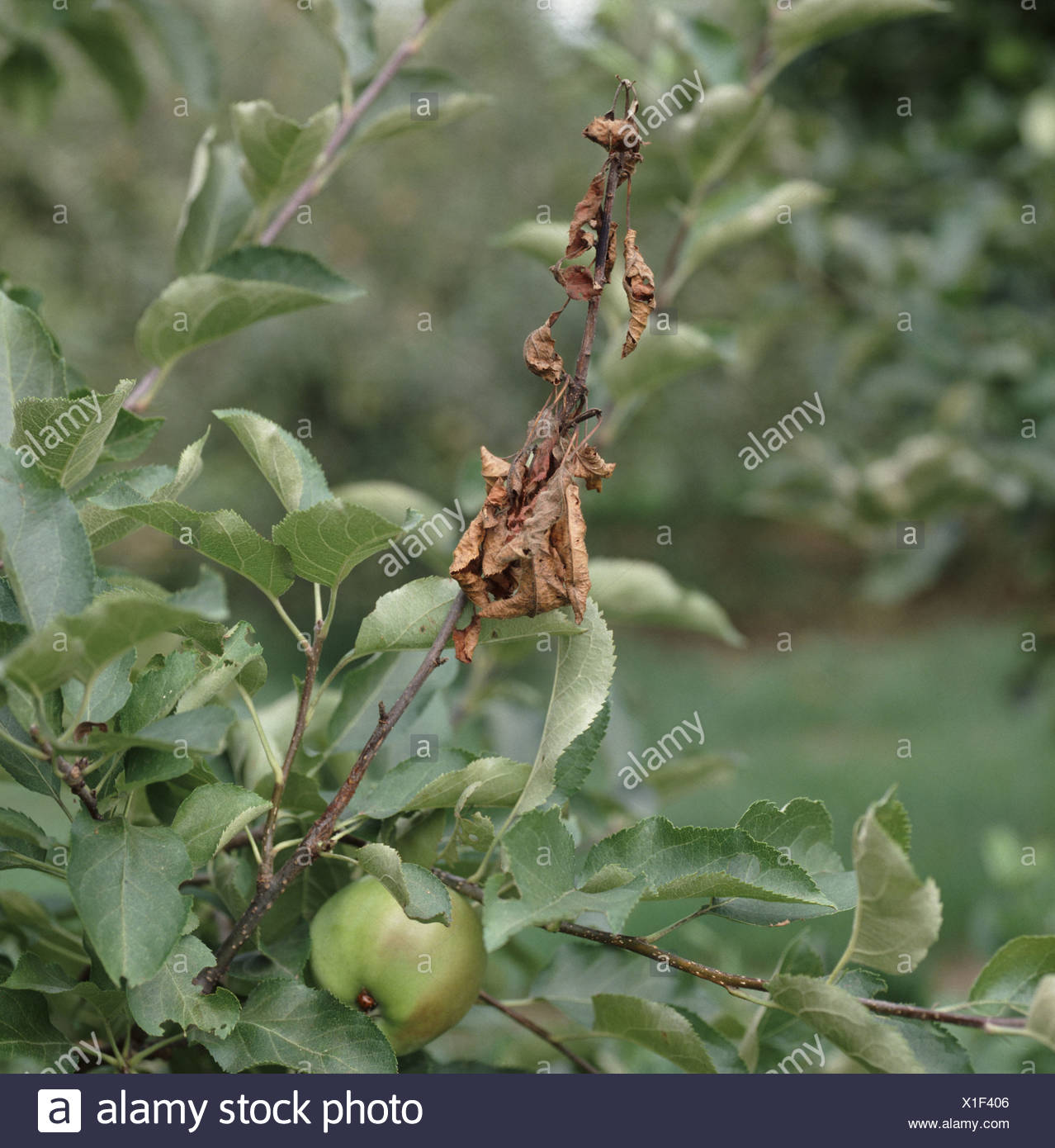 Tree Canker Stock Photos & Tree Canker Stock Images - Alamy