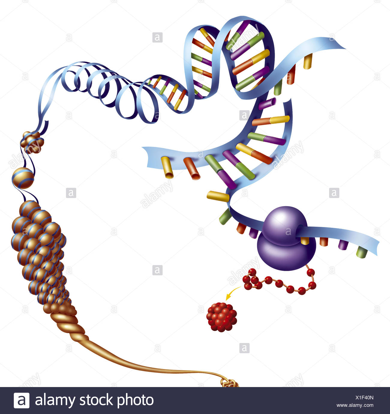 Nucleosome High Resolution Stock Photography and Images - Alamy