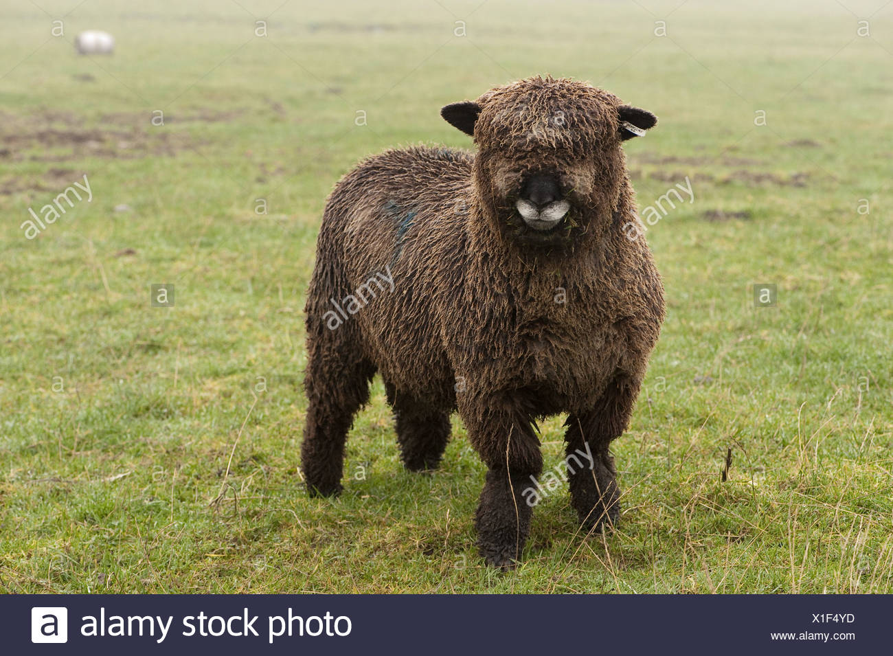 Ryeland Sheep High Resolution Stock Photography and Images - Alamy