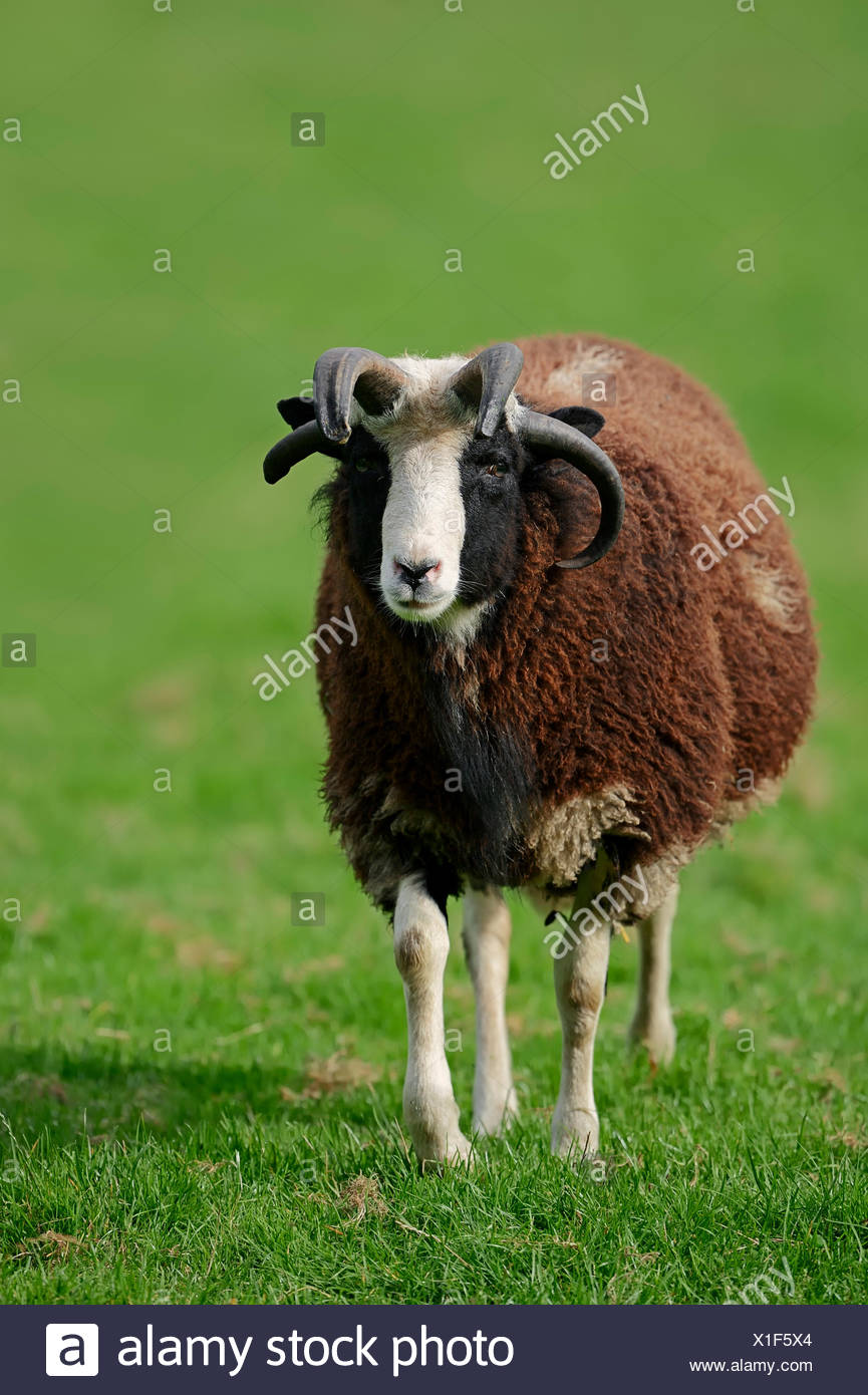 Jacob Sheep High Resolution Stock Photography and Images - Alamy