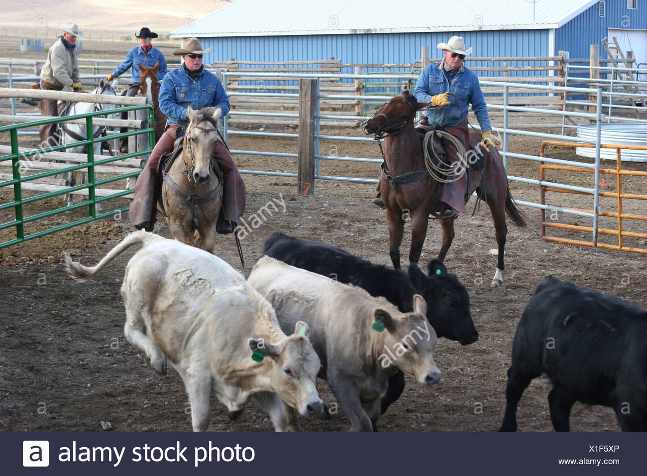 Cattle Sorting High Resolution Stock Photography and Images - Alamy