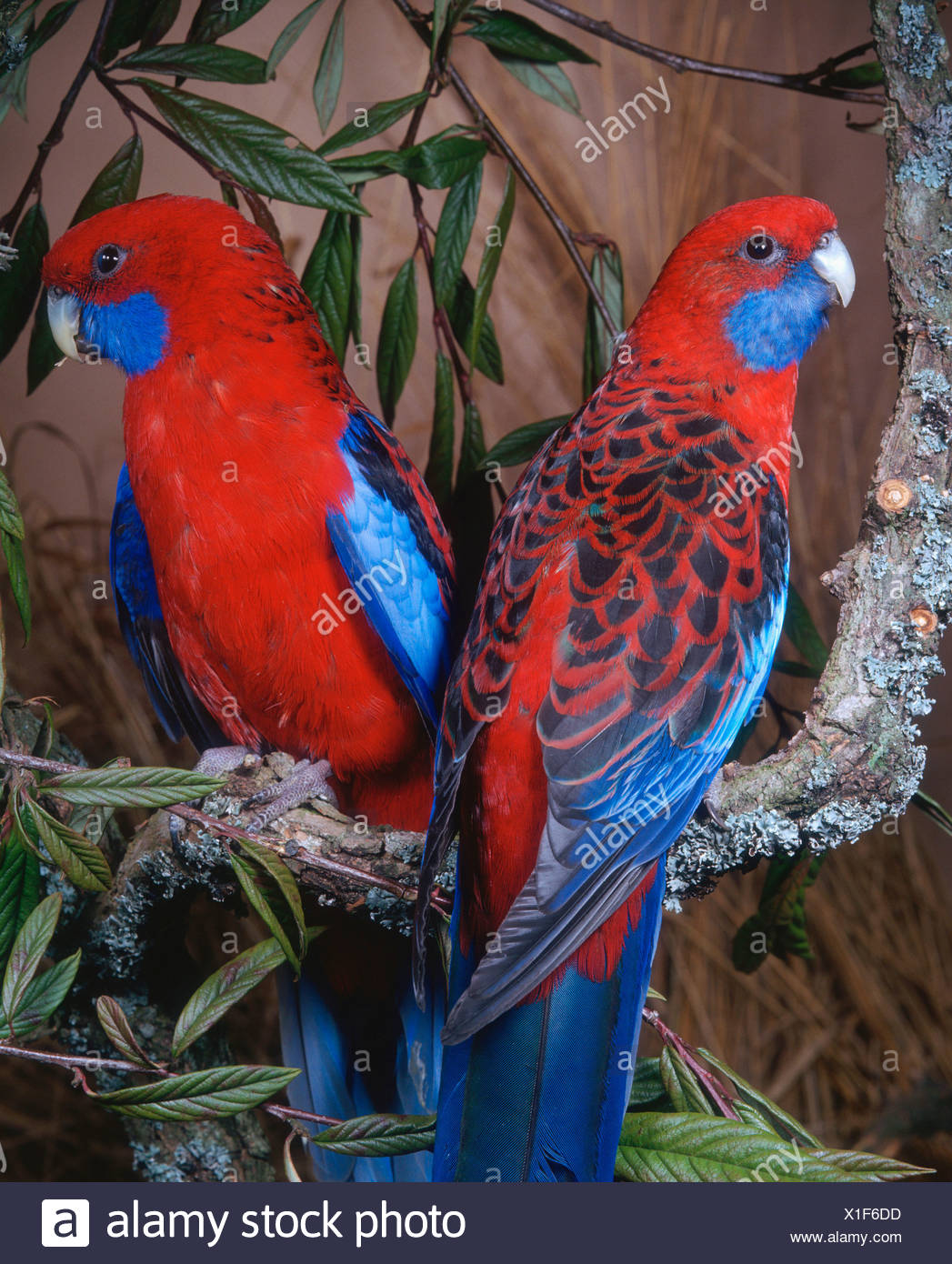 Pennants Rosella Platycercus Stock Photos & Pennants Rosella ...