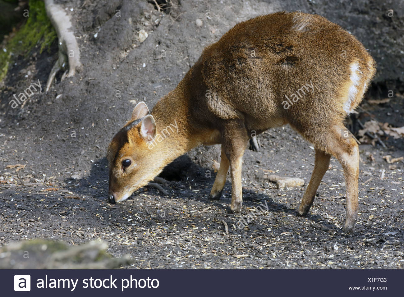 Muntjac Deer Fawn Stock Photos & Muntjac Deer Fawn Stock Images - Alamy