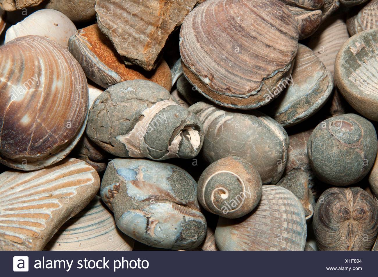 Rock Clam High Resolution Stock Photography and Images - Alamy