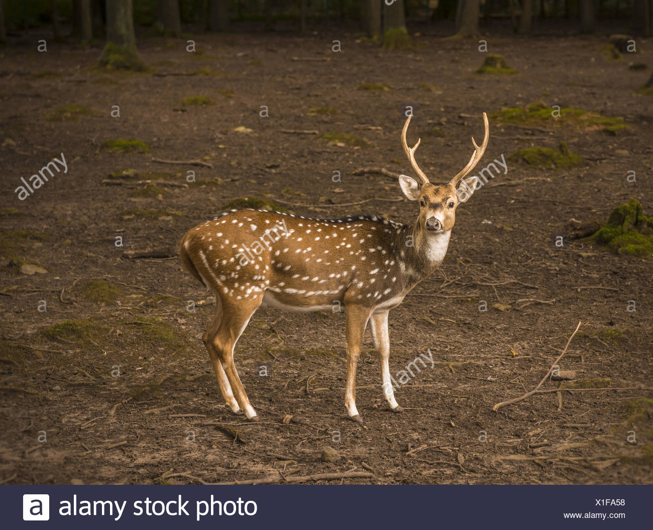 Deer Profile Stock Photos & Deer Profile Stock Images - Alamy