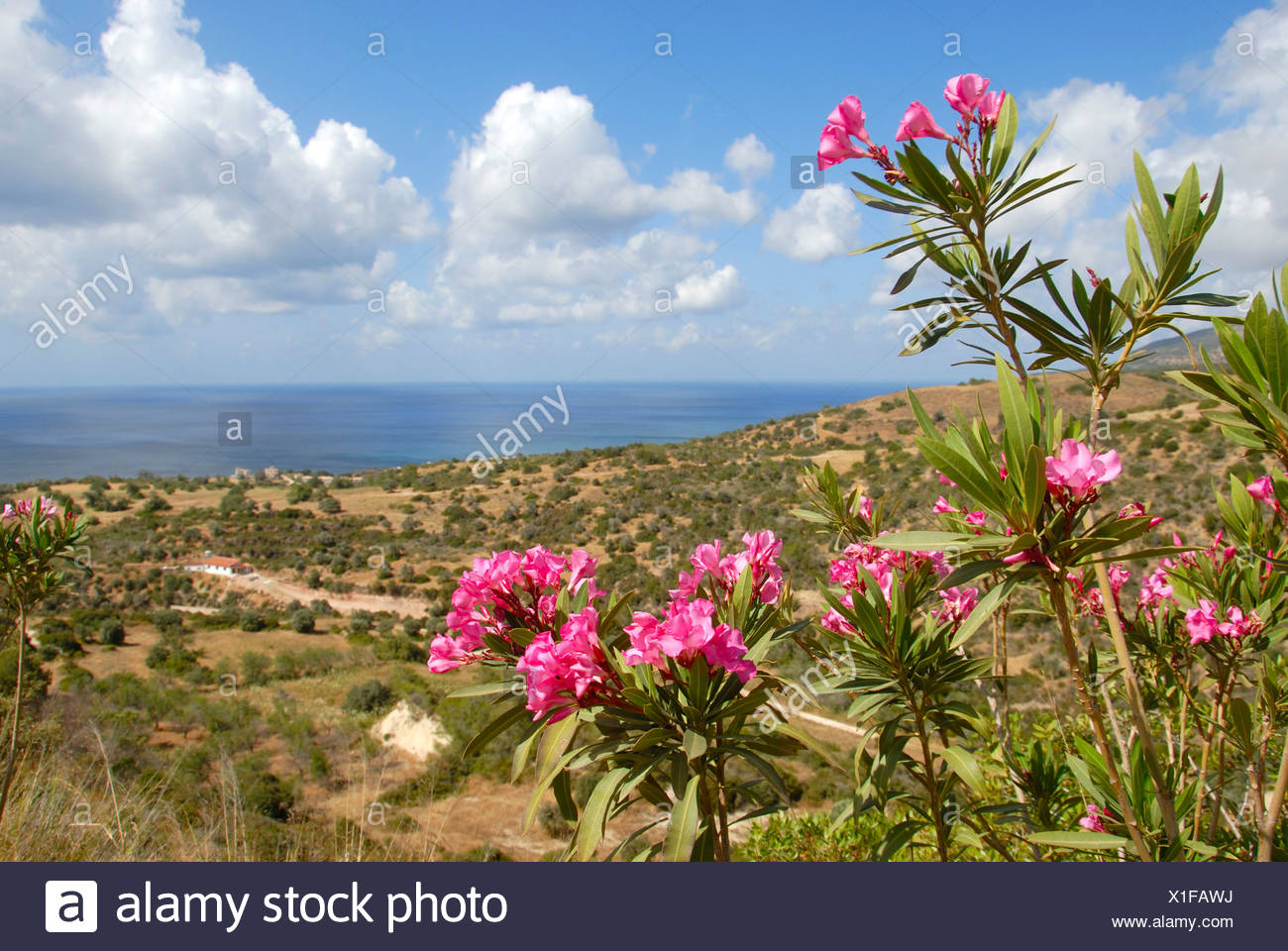 Oleander Bushes In Bloom High Resolution Stock Photography and Images ...