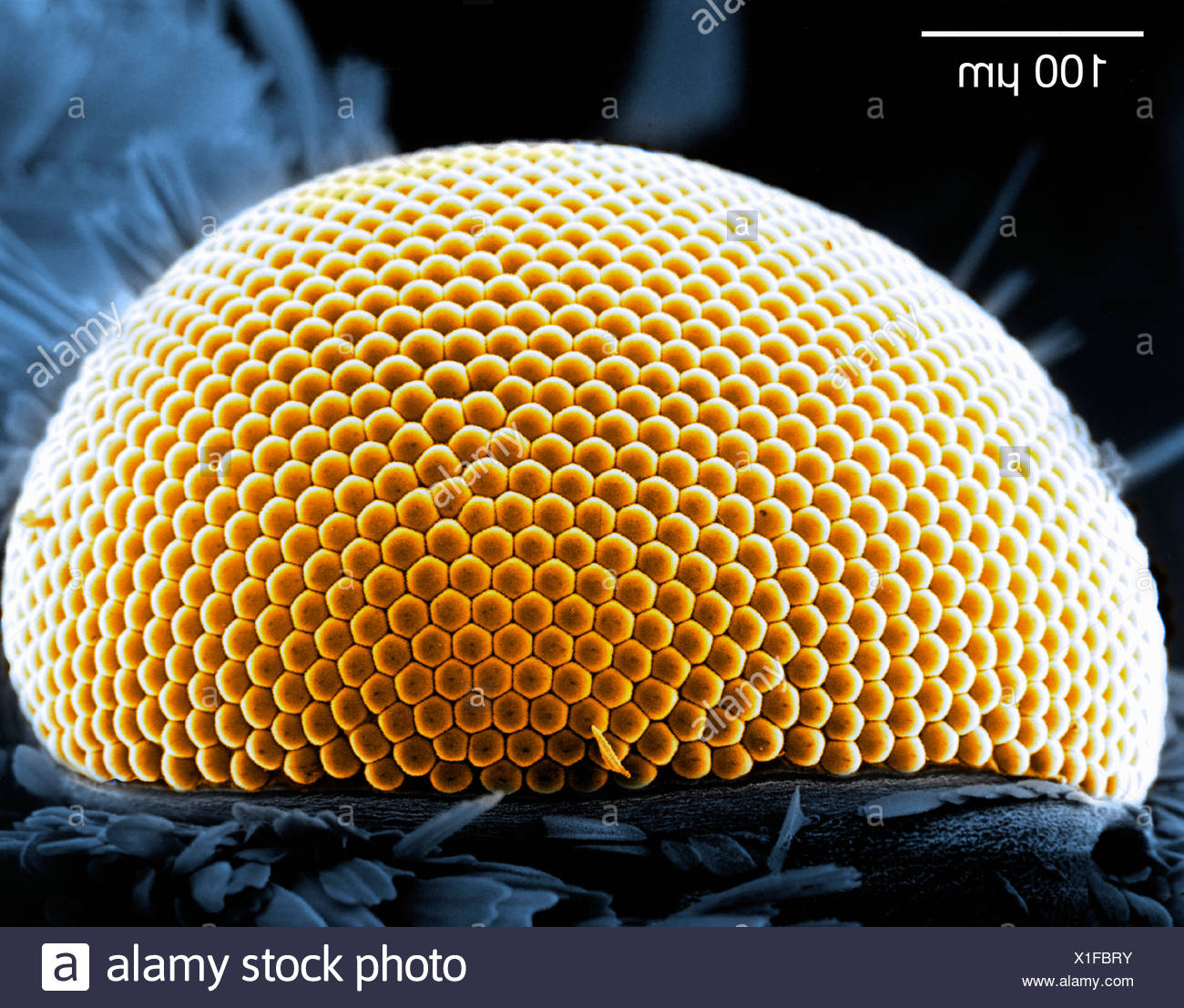 Compound Eye Sem High Resolution Stock Photography and Images - Alamy