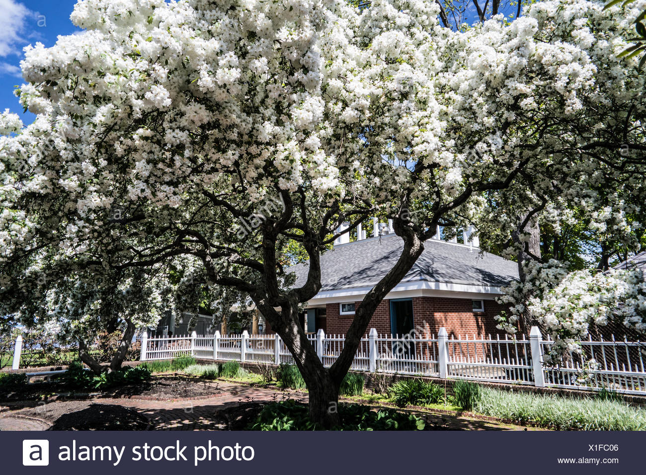 Blackthorn Tree High Resolution Stock Photography and Images - Alamy