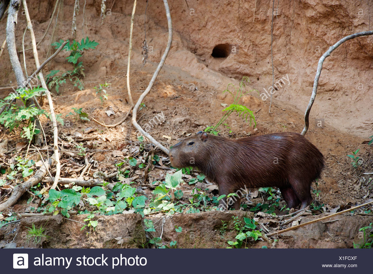 Capybara Amazon River High Resolution Stock Photography and Images - Alamy