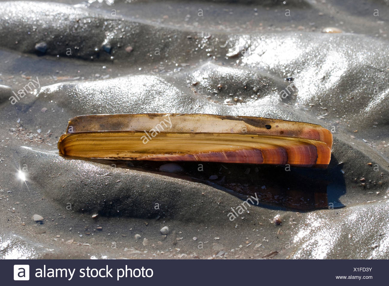 Atlantic Jackknife Stock Photos & Atlantic Jackknife Stock Images - Alamy