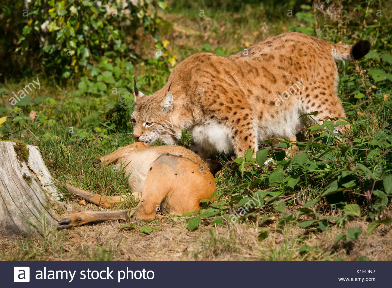 Lynx Animal Prey Eating High Resolution Stock Photography and Images ...