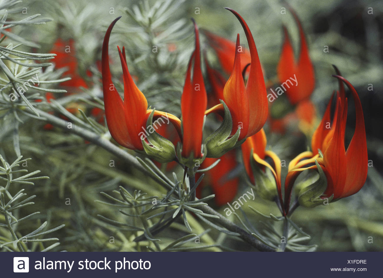 Lotus Berthelotii Parrots Beak High Resolution Stock Photography and ...