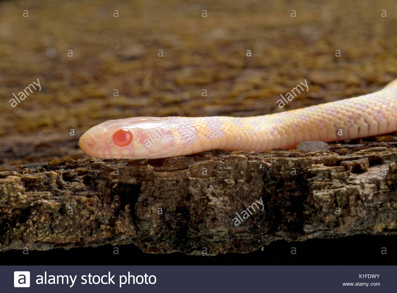 Common Snake High Resolution Stock Photography and Images - Alamy