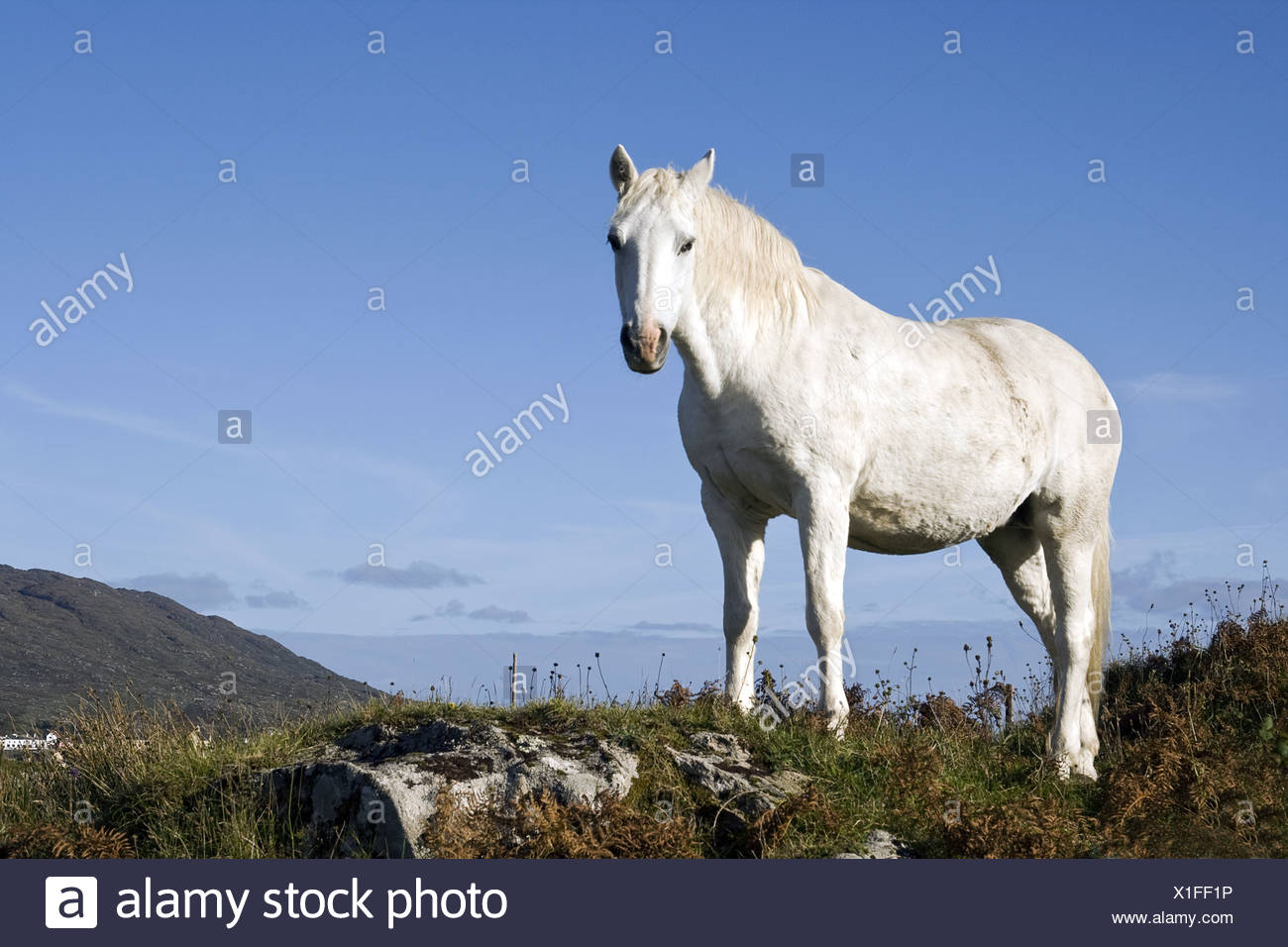 Connemara Pony High Resolution Stock Photography and Images - Alamy