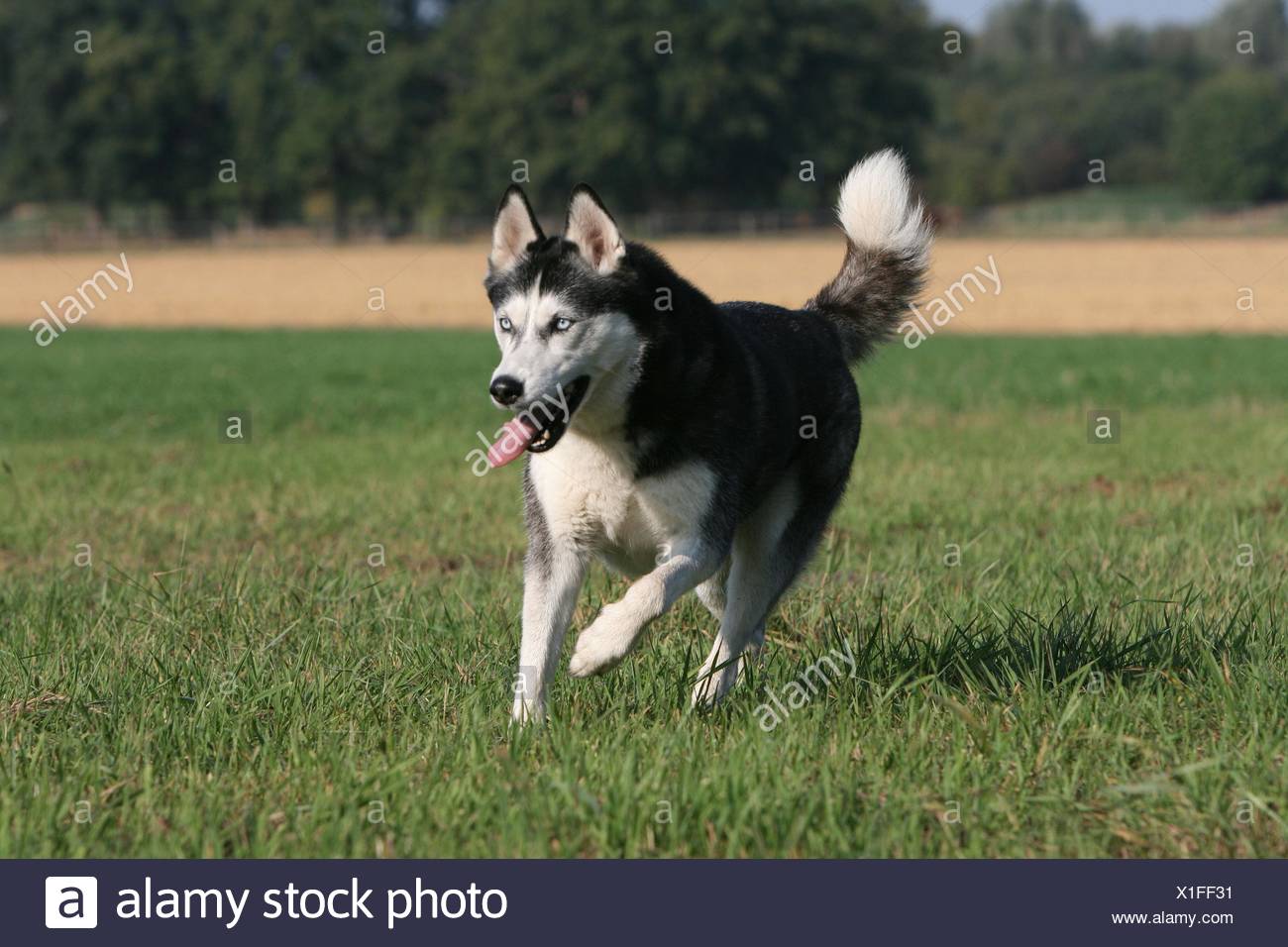 Running Siberian Husky Stock Photos & Running Siberian Husky Stock ...