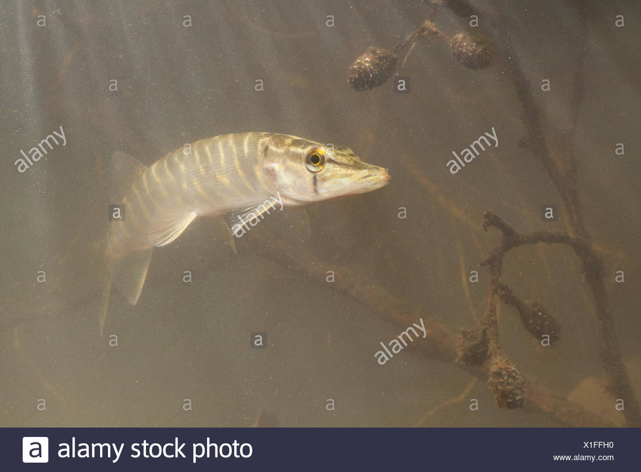 Young Pike Stock Photos & Young Pike Stock Images - Alamy