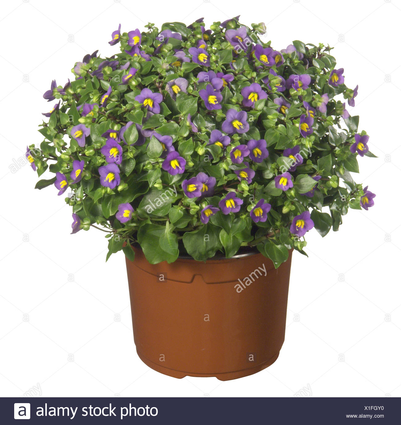 Tiddly Twinks High Resolution Stock Photography and Images - Alamy