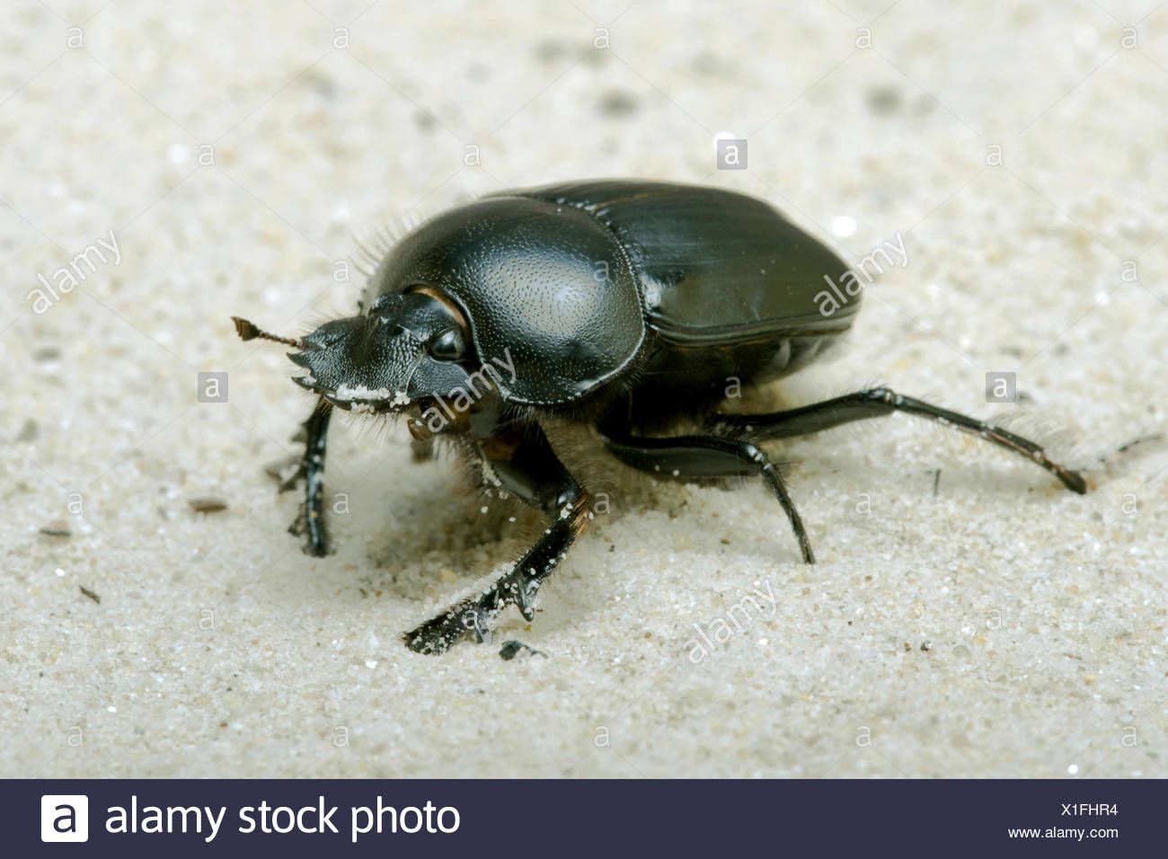 African Dung Beetles High Resolution Stock Photography and Images - Alamy