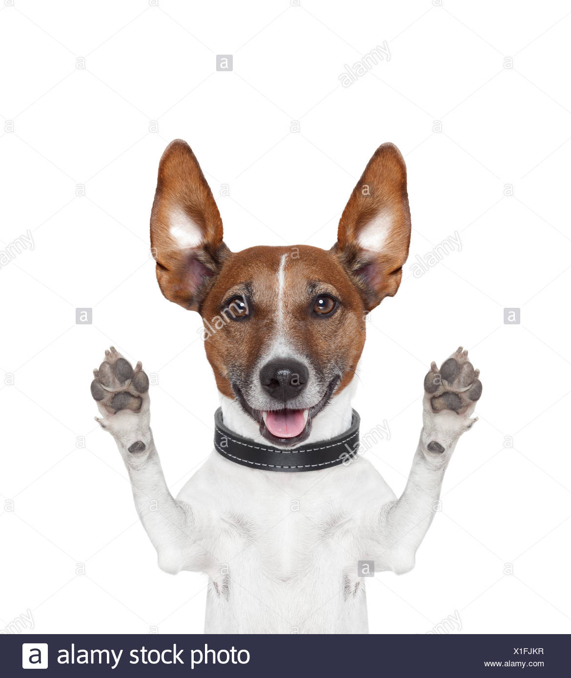 Silly Dog Stock Photos & Silly Dog Stock Images - Alamy