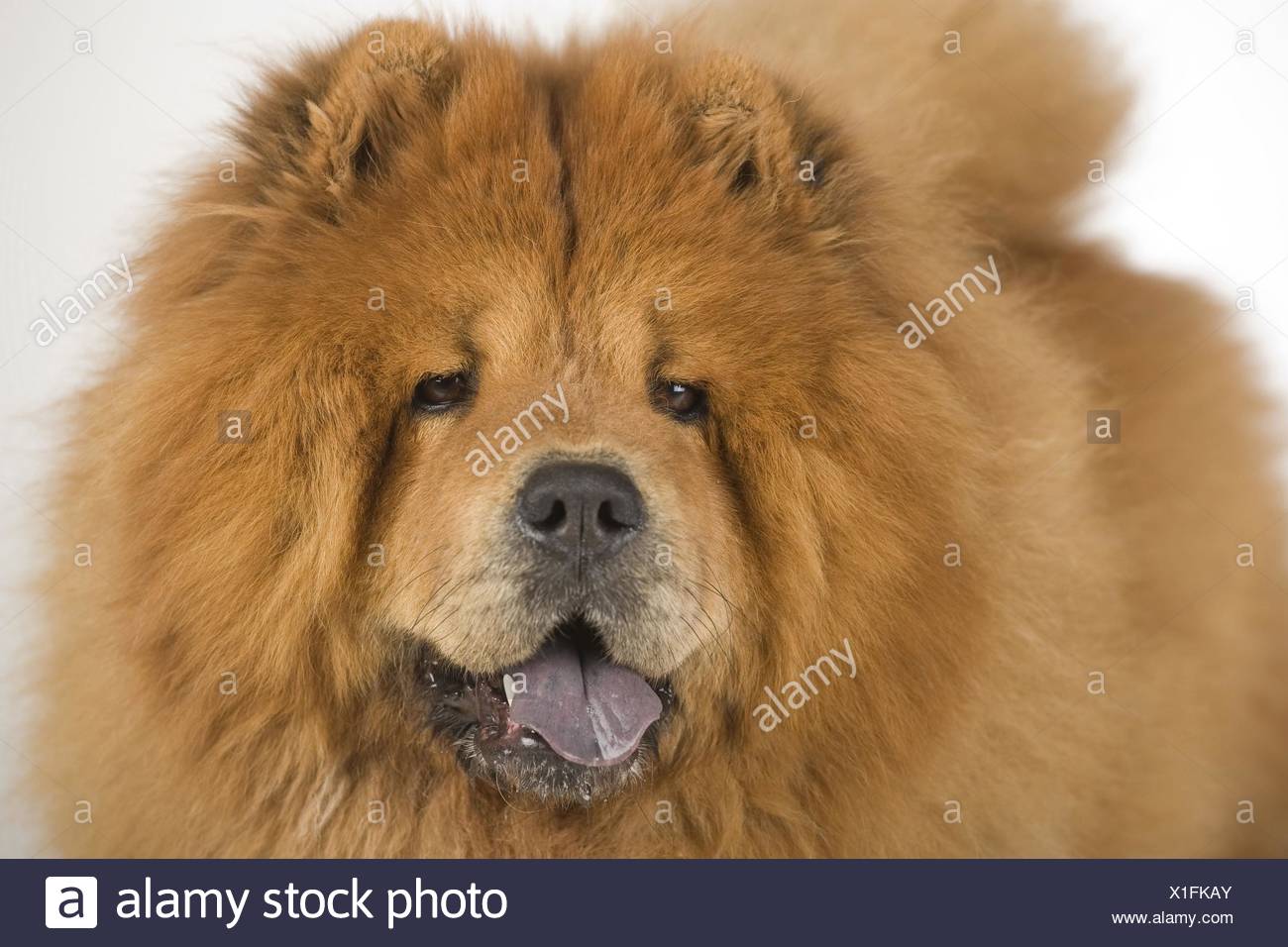 Chow Chow Tongue High Resolution Stock Photography and Images - Alamy