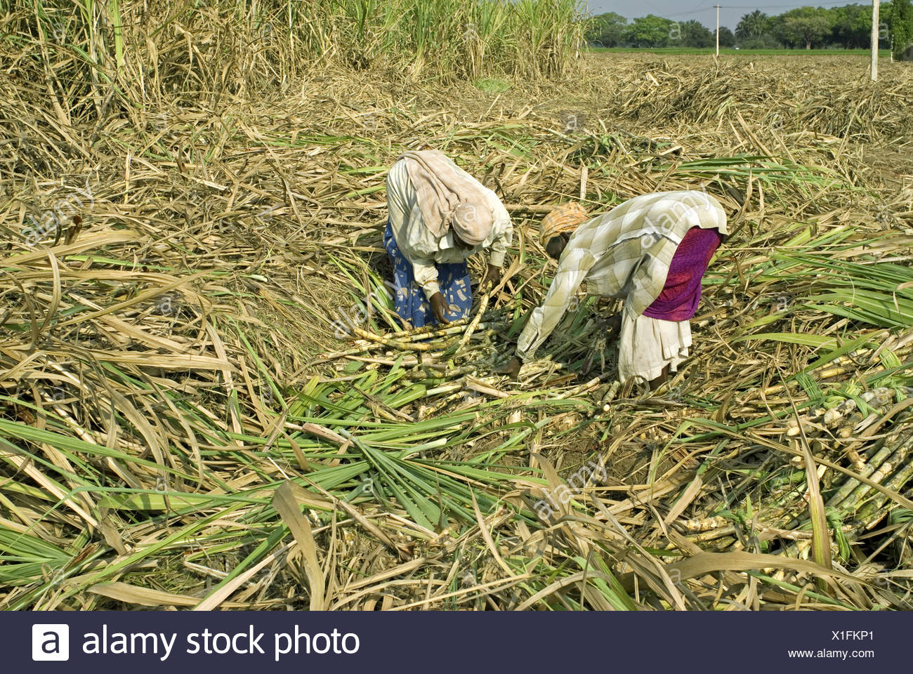 Lady Picking Crops High Resolution Stock Photography and Images - Alamy