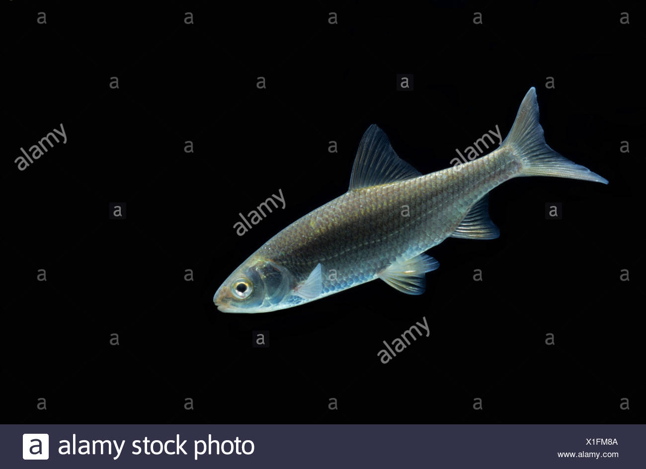 Bleak Alburnus Alburnus Stock Photos & Bleak Alburnus Alburnus Stock ...