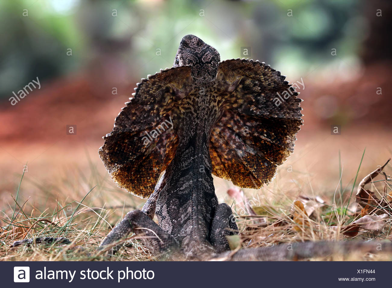 Angry Lizard High Resolution Stock Photography and Images - Alamy