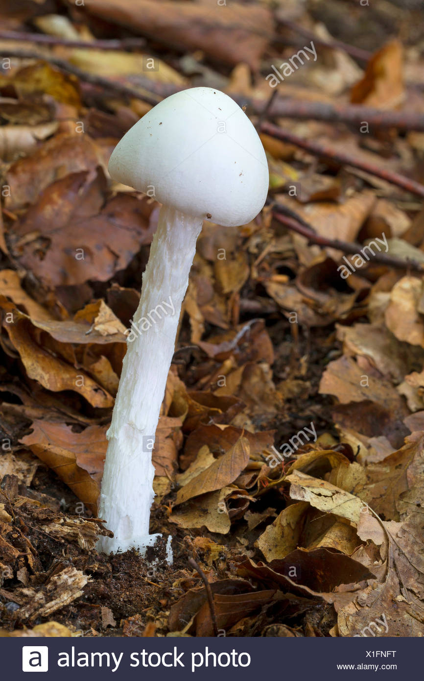 Destroying Angel Mushrooms High Resolution Stock Photography and Images ...