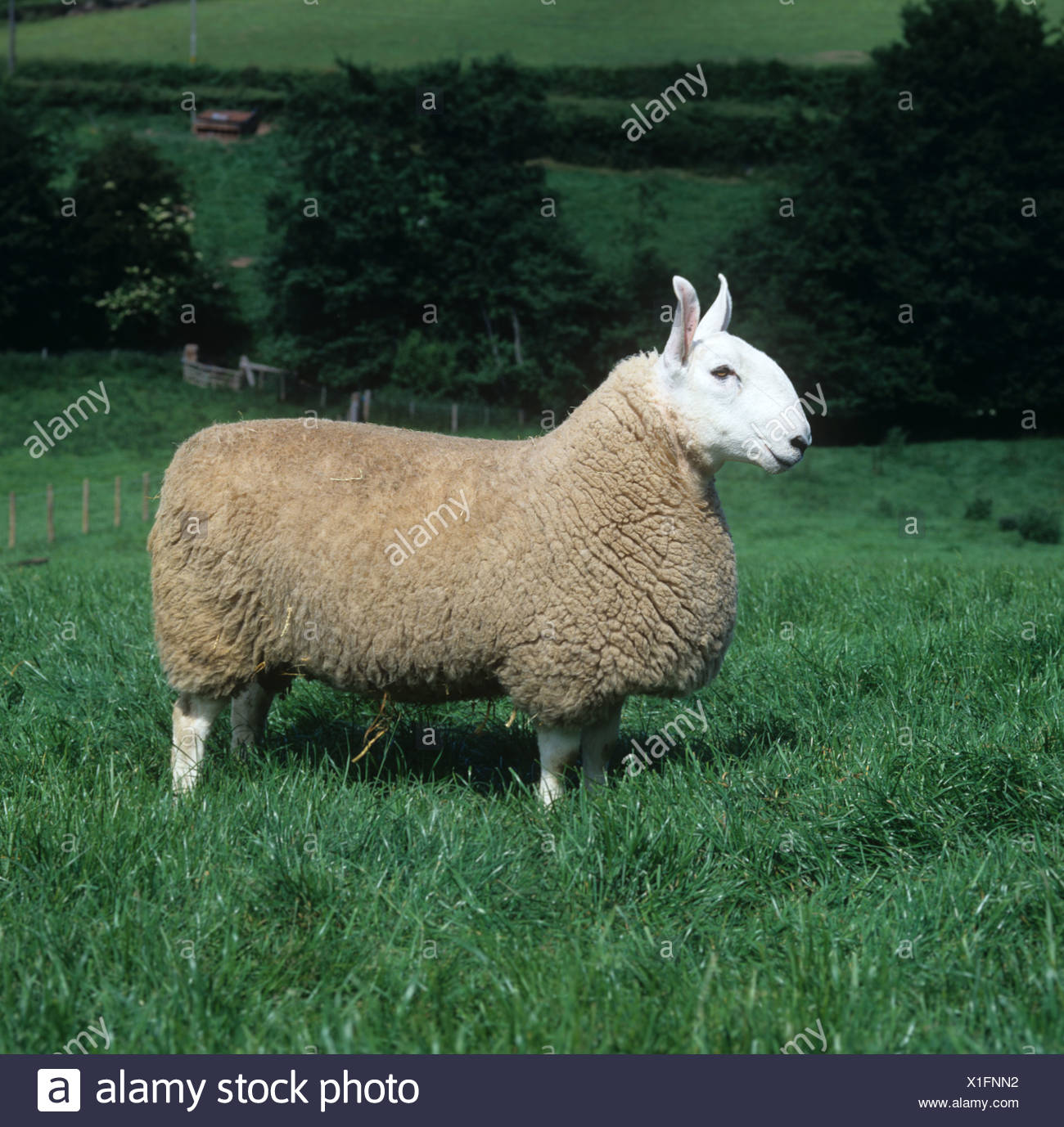Border Leicester Sheep Stock Photos & Border Leicester Sheep Stock ...