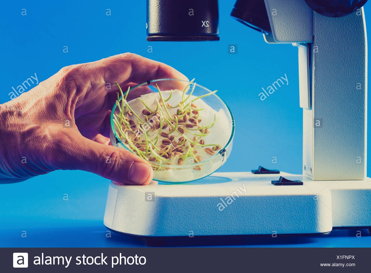 Seeds Germination Stock Photos & Seeds Germination Stock Images - Alamy