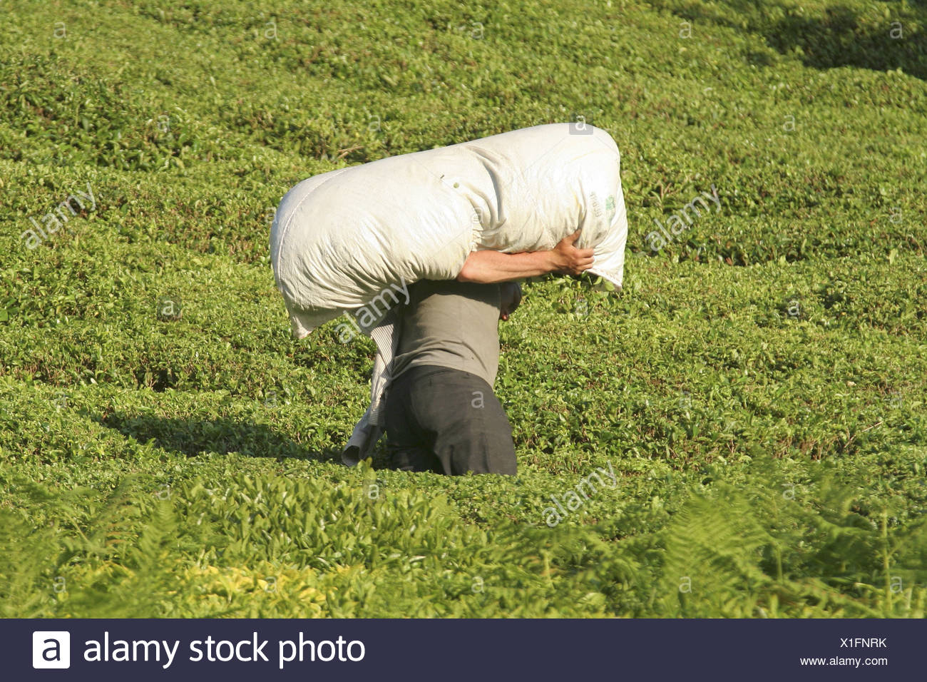 Thea Sinensis High Resolution Stock Photography and Images - Alamy